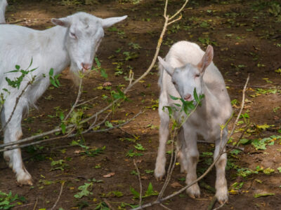 A Guide: What Can Goats Eat - Goat Journal